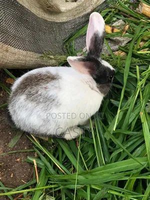 Rabbits in Ghana for sale Prices on Jiji.com.gh