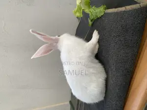 Rabbits in Ghana for sale Prices on Jiji.com.gh