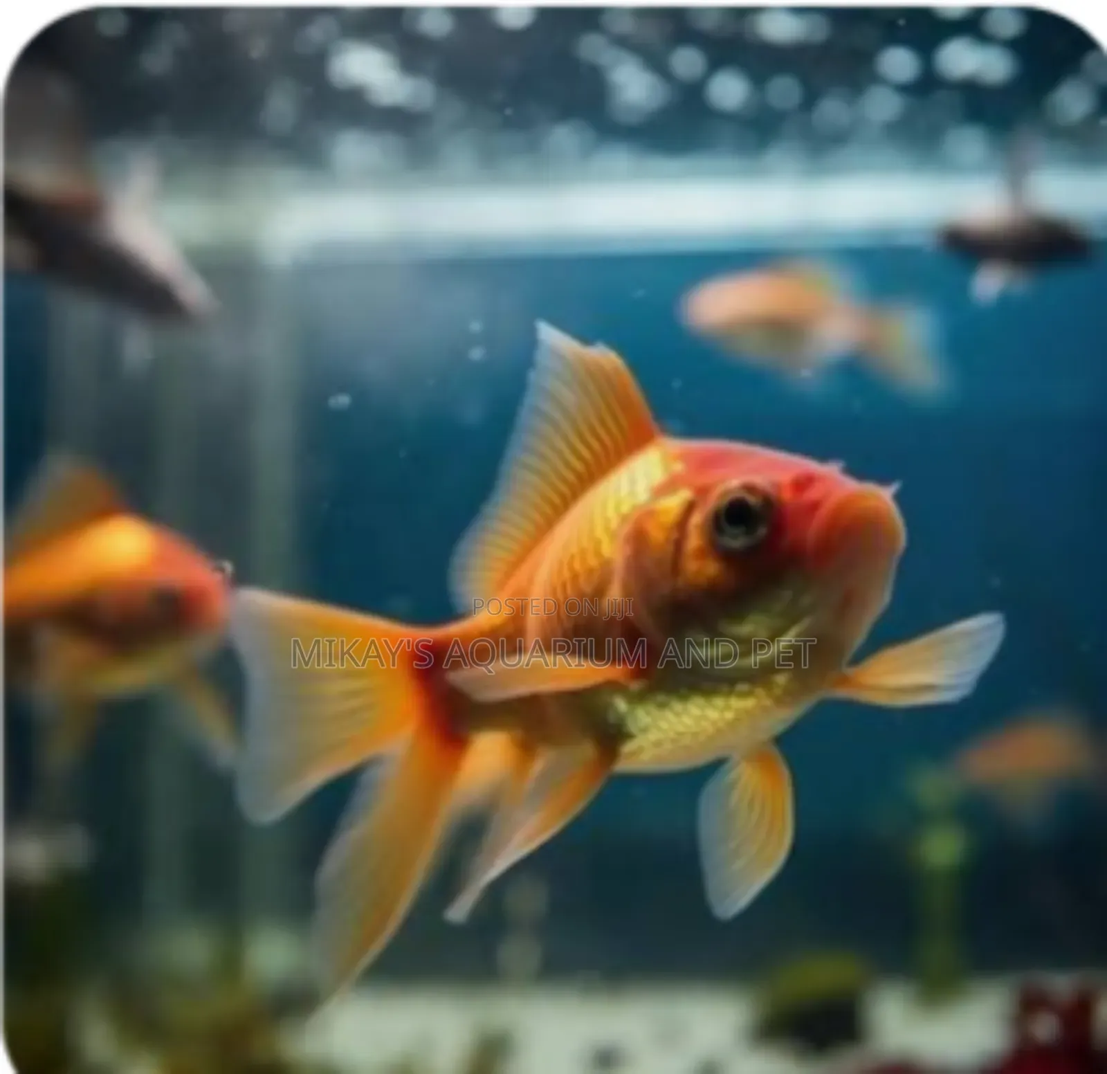 Gold Fish for Aquarium in Madina - Fish, Mikay's Aquarium And Pet Shop ...
