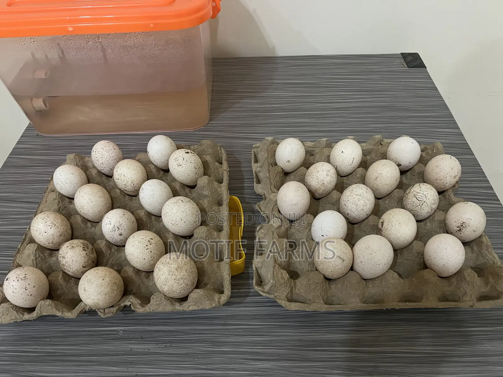 Fertilized Turkey Eggs in Ga West Municipal - Food & Beverages, Motif ...