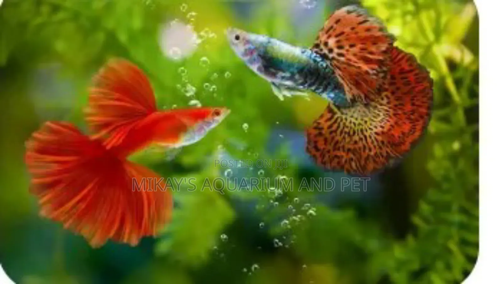 Guppies Fishes in Madina - Fish, Mikay's Aquarium And Pet Shop | Jiji ...
