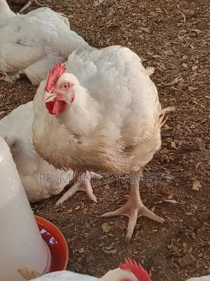 Broiler Chicken, Sasso and Layers in Ablekuma - Farm Animals, Fredrick ...