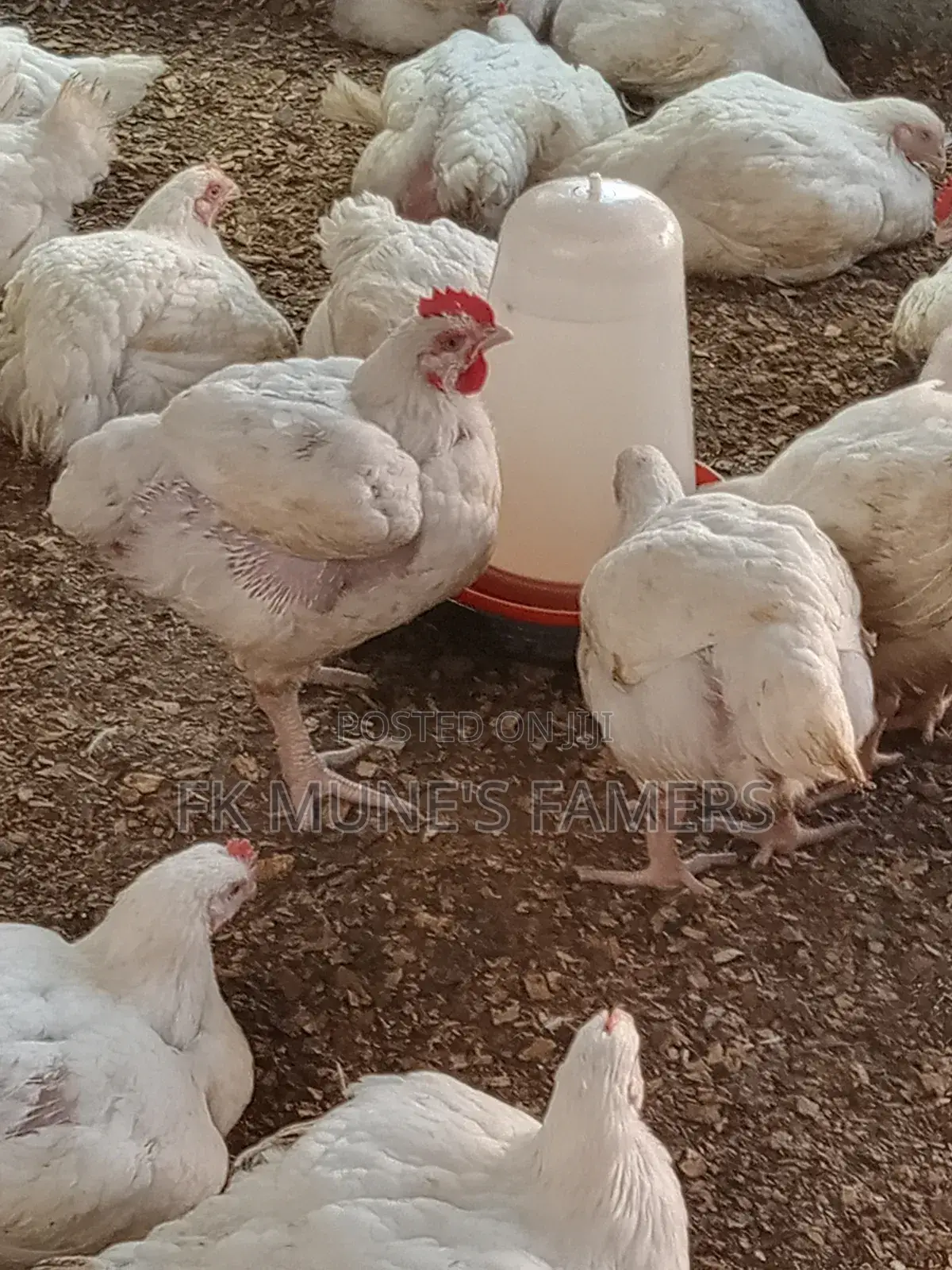 Broiler Chicken, Sasso and Layers in Ablekuma - Farm Animals, Fredrick ...