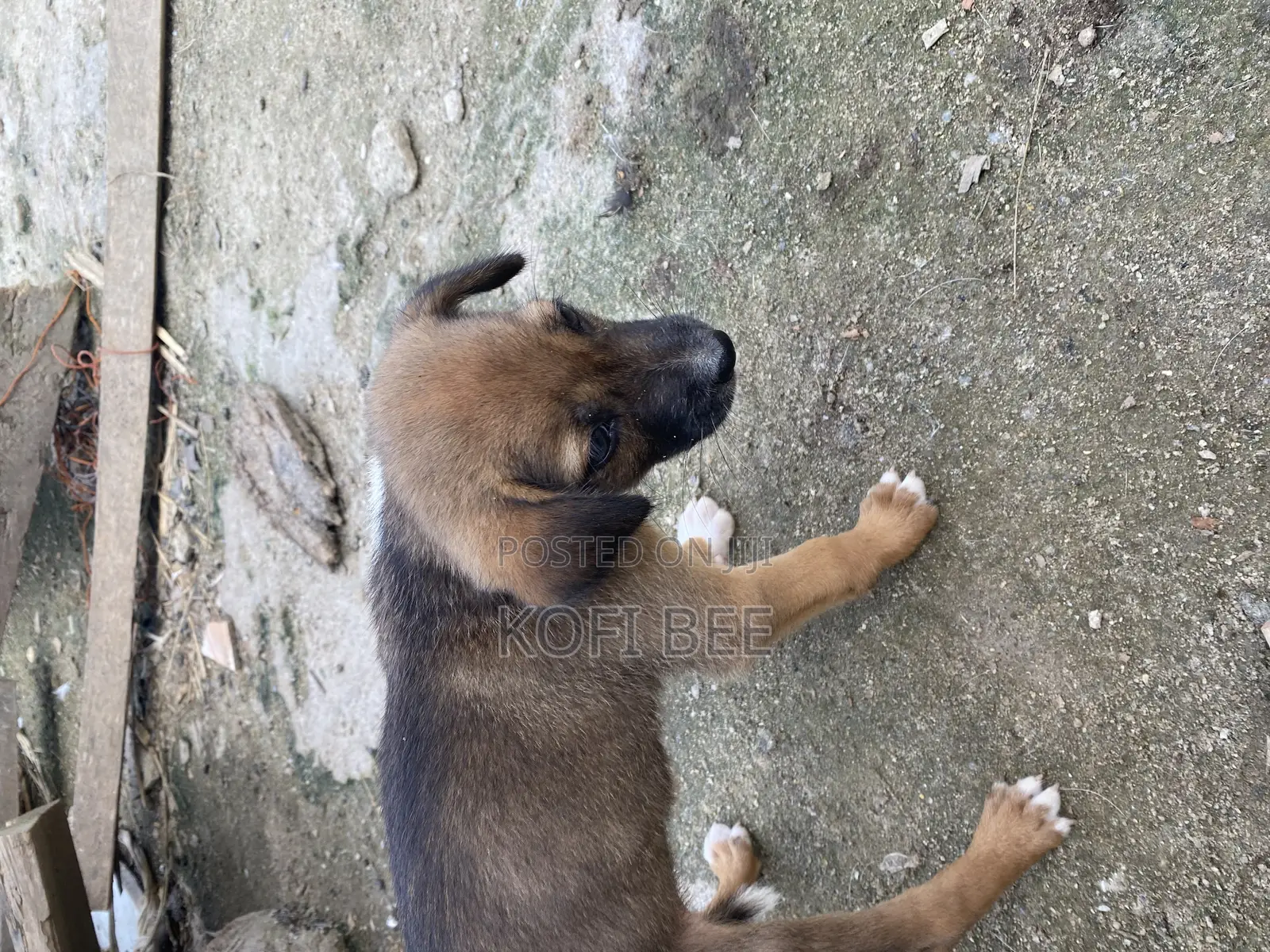 1-3 months Female Purebred Dog in Kumasi Metropolitan - Dogs & Puppies ...