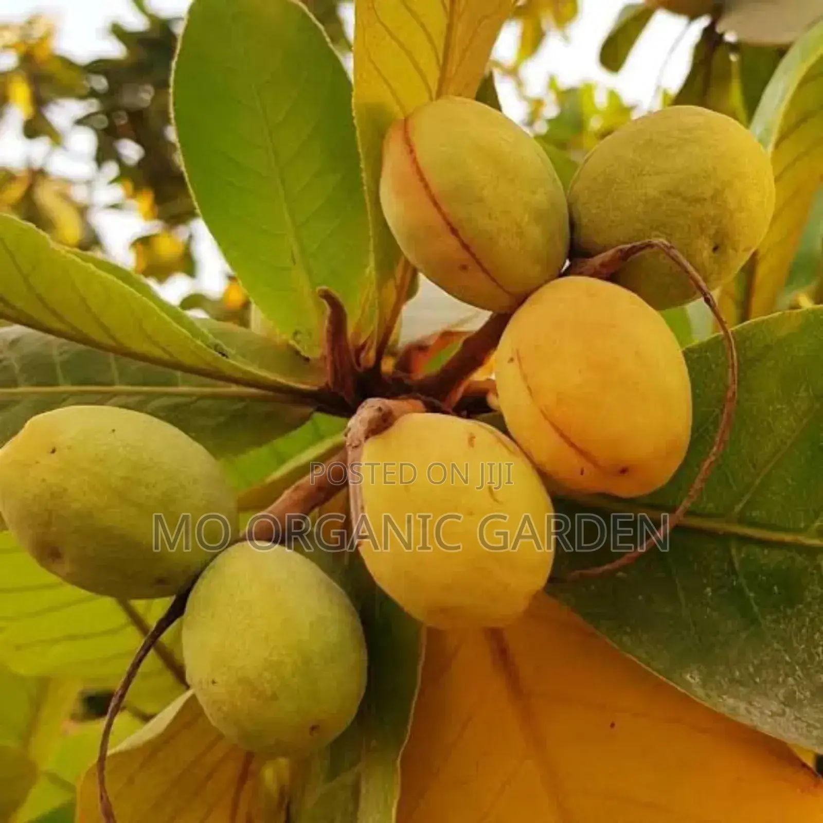 African Almond Tree Seedlings in Dworwulu - Seeds & Fertilizers ...