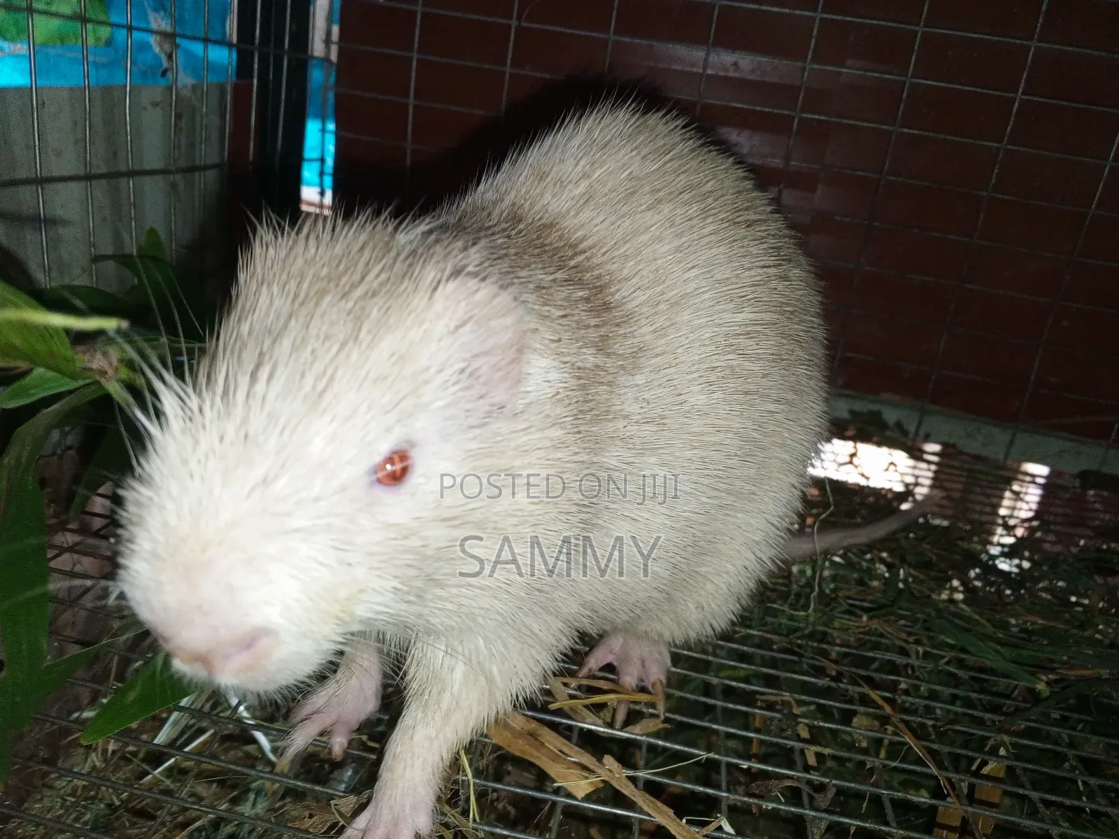Albino Female Grasscutter in Tantra Hills - Farm Animals, Sammy | Jiji ...