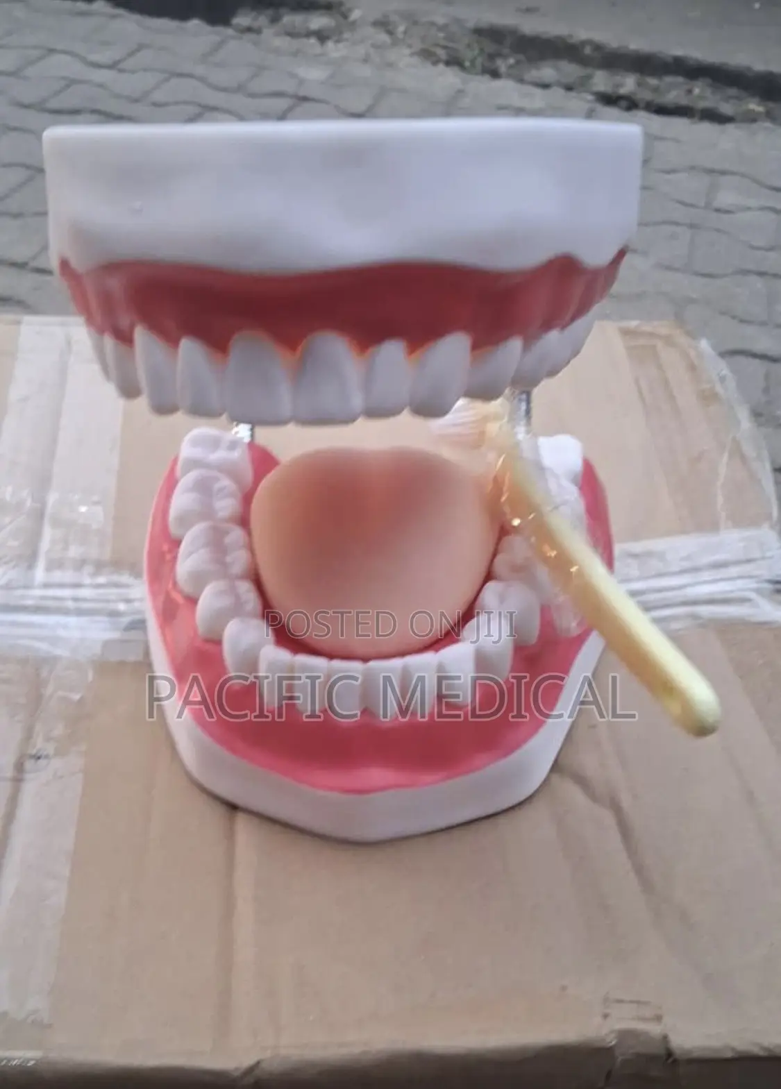 Anatomy Dental Teeth (32 Teeth) in Accra Metropolitan - Medical ...