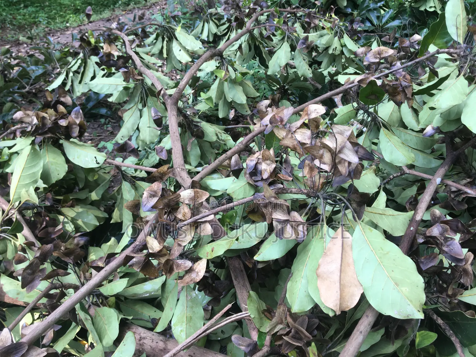 Timber Tree Seed’S for Sale in Sefwi-Wiawso - Feeds, Supplements ...