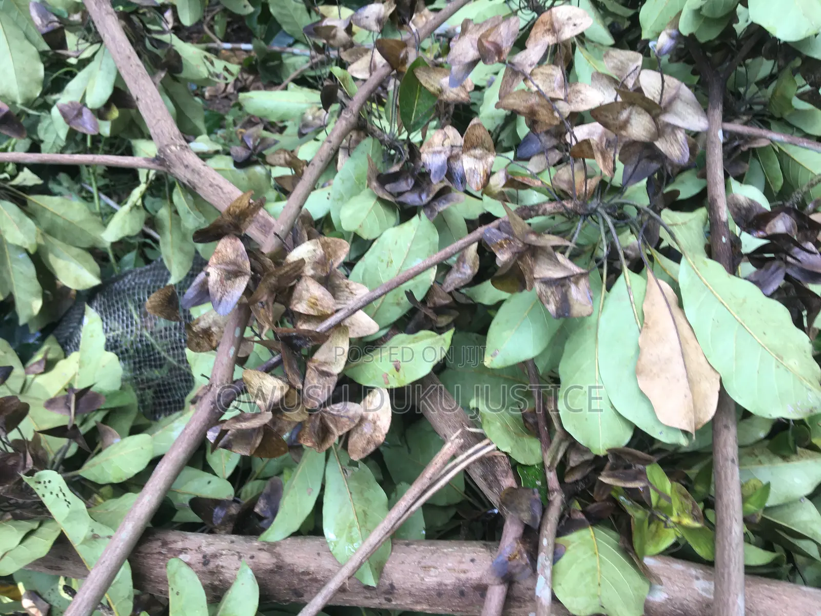 Timber Tree Seed’S for Sale in Sefwi-Wiawso - Feeds, Supplements ...