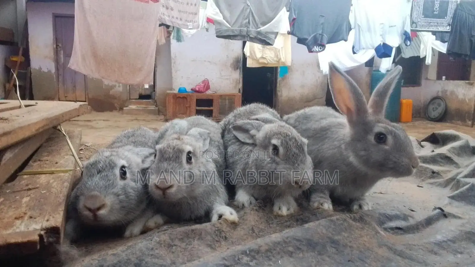 Rabbit Available. A Lot Of Breeds in Atwima Nwabiagya - Farm Animals, M ...