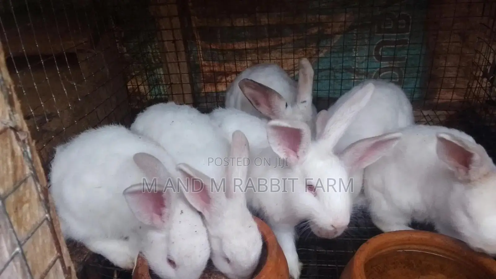 Rabbit Available. A Lot Of Breeds in Atwima Nwabiagya - Farm Animals, M ...