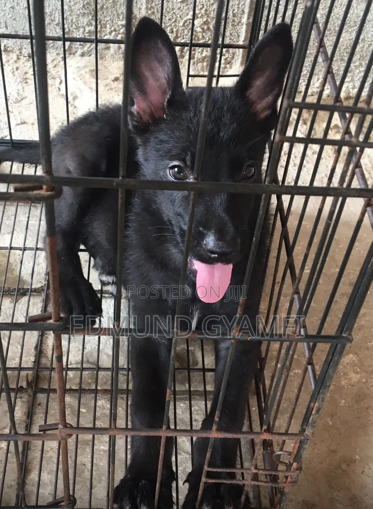 1-3 months Male Purebred German Shepherd in Lapaz - Dogs & Puppies ...