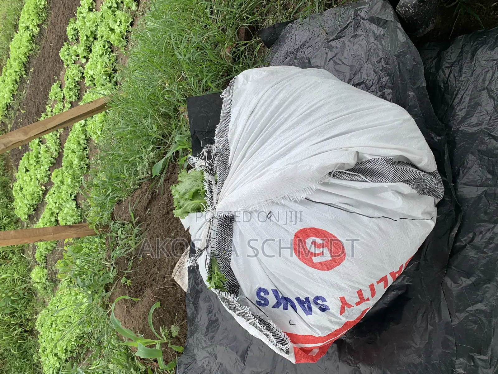 Organic Lettuce in Suhum/Kraboa/Coaltar - Food & Beverages, Akosua ...