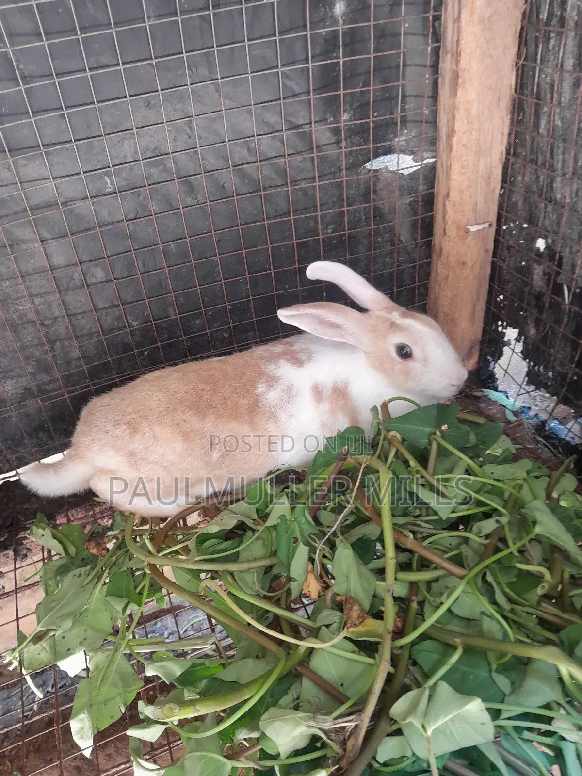 Female Rabbit in Mfantsiman Municipal - Other Animals, Paulmuller Mills ...