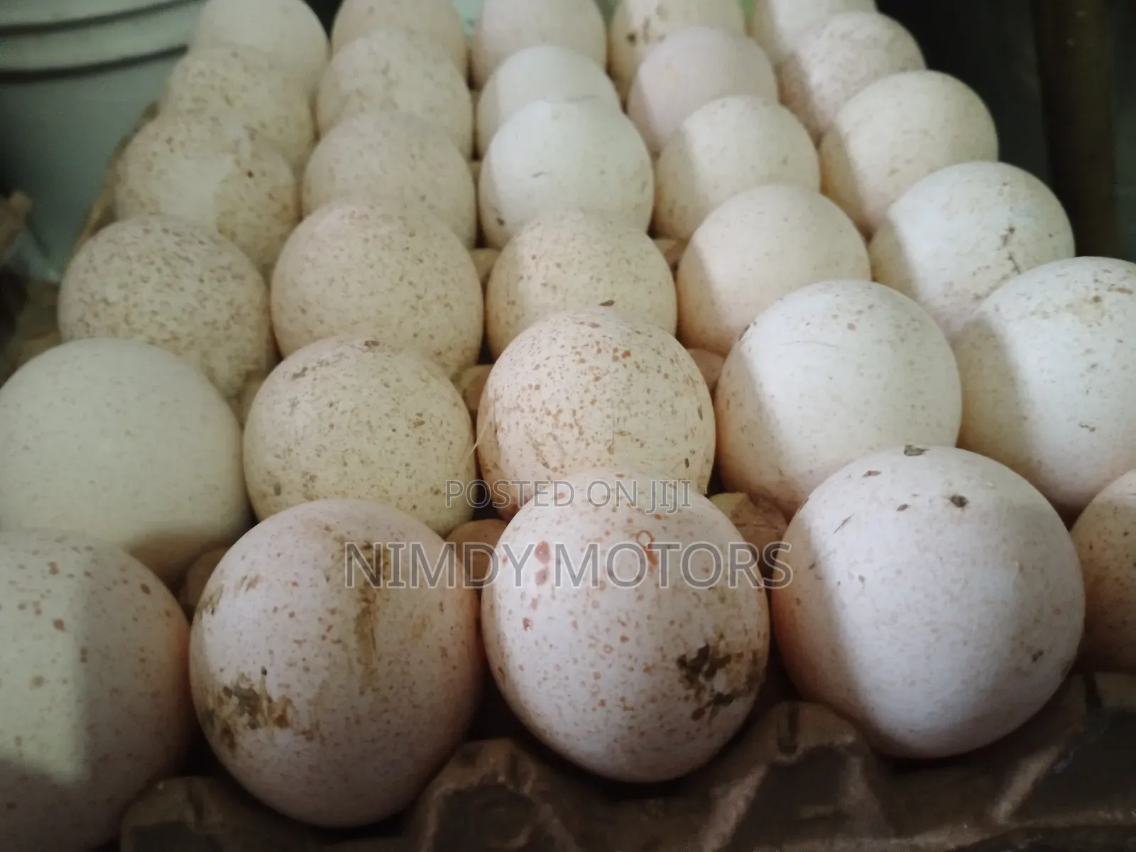 Fertile Turkey Eggs in Pokuase - Farm Animals, Nimdy Motors | Jiji.com.gh