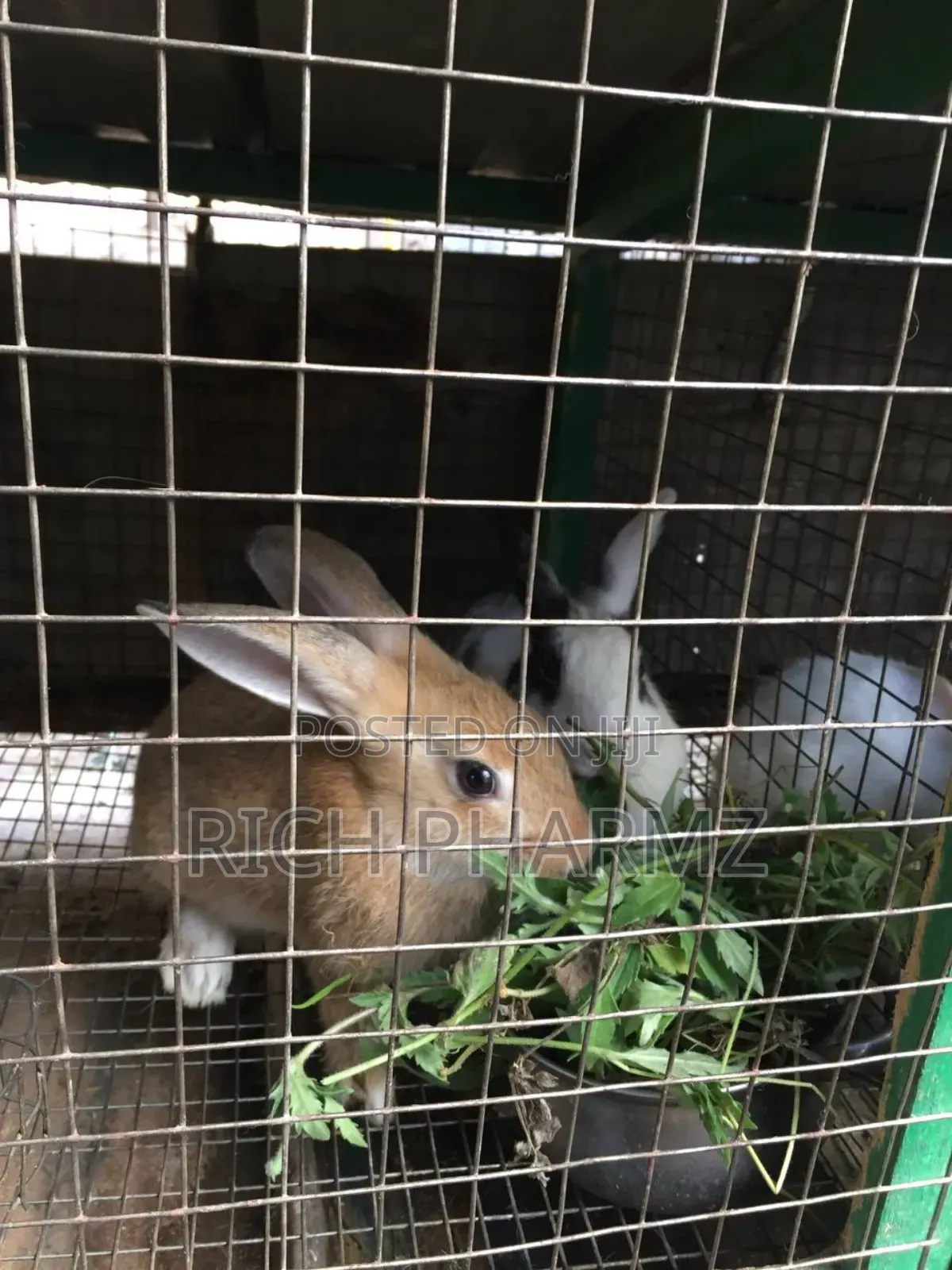 Rabbits For Sale in Adenta - Farm Animals, Rich Pharmz | Jiji.com.gh