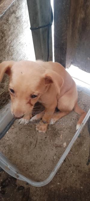 3-6 months Female Purebred Puggle in Accra Metropolitan - Dogs ...