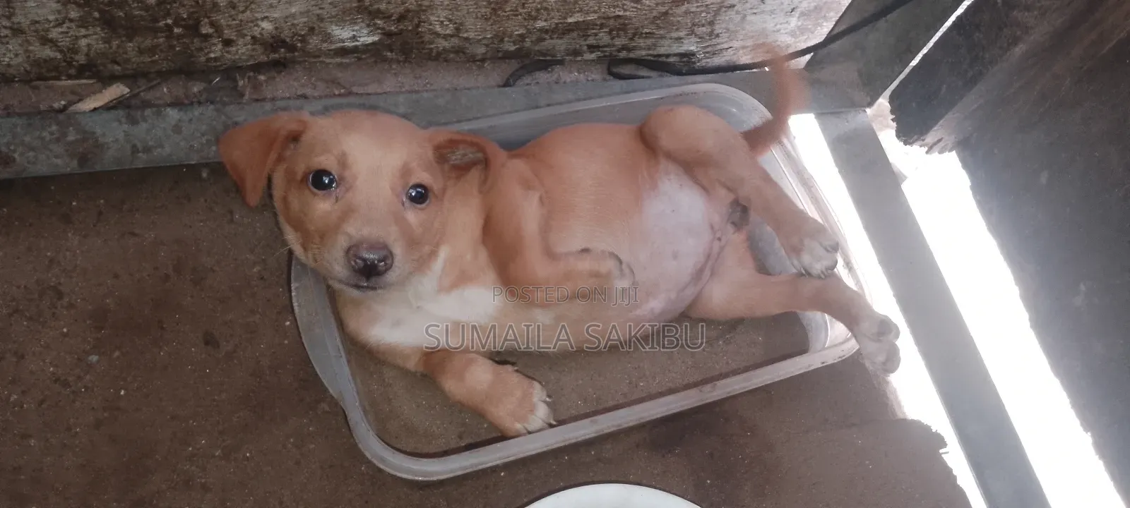 3-6 months Female Purebred Puggle in Accra Metropolitan - Dogs ...