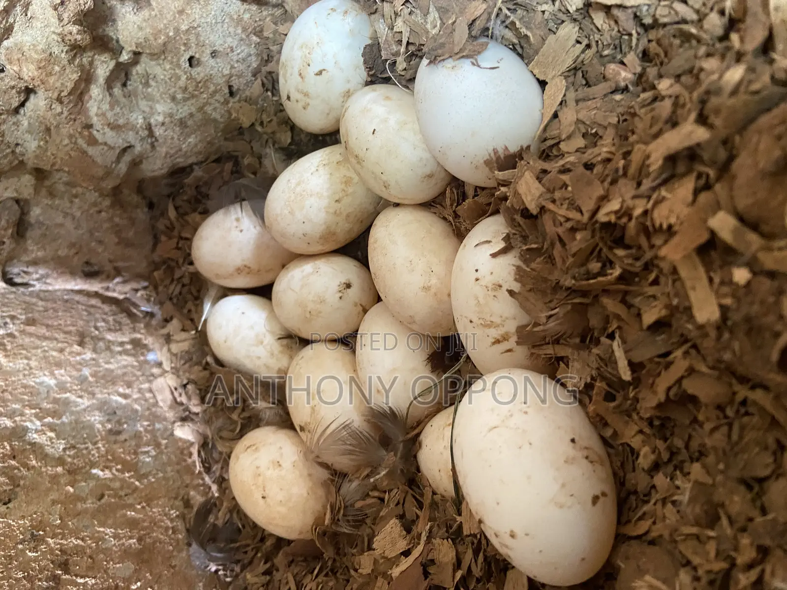 Duck Eggs ( Local Muscovy Foreign Mallard Duck Eggs) in Techiman ...