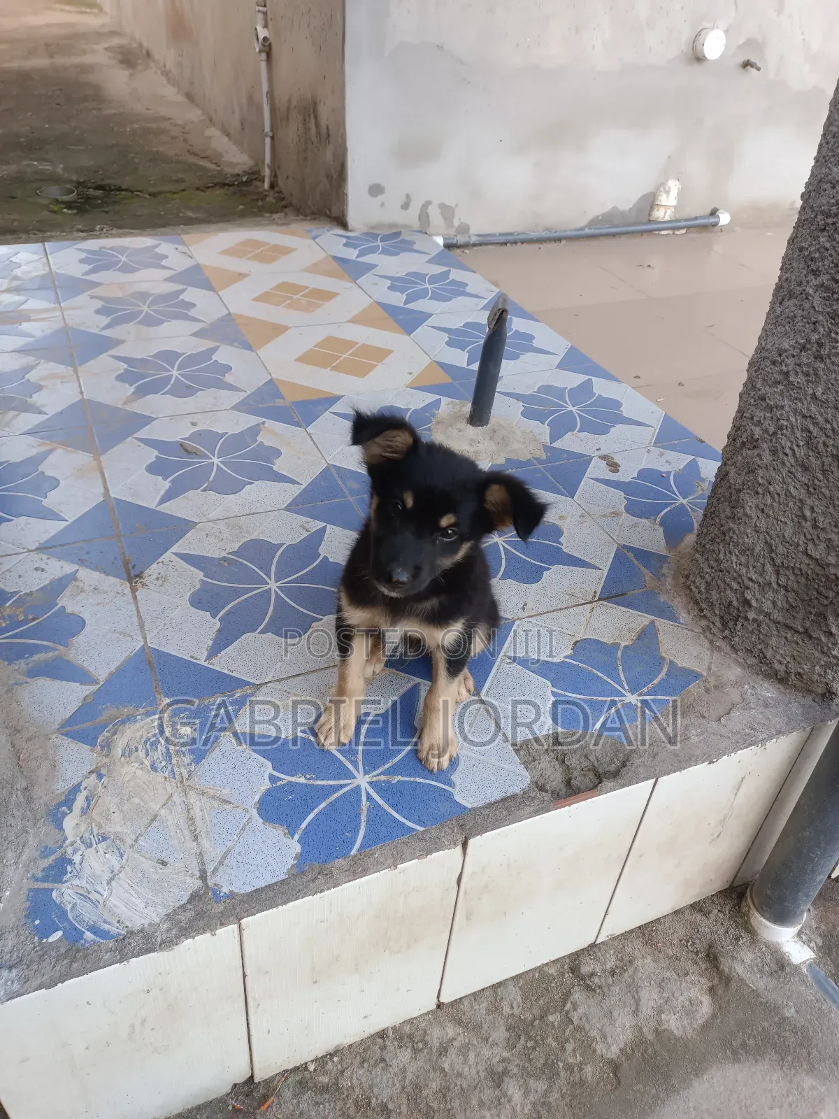 1-3 months Male Mixed Breed German Shepherd in Shama Ahanta East ...