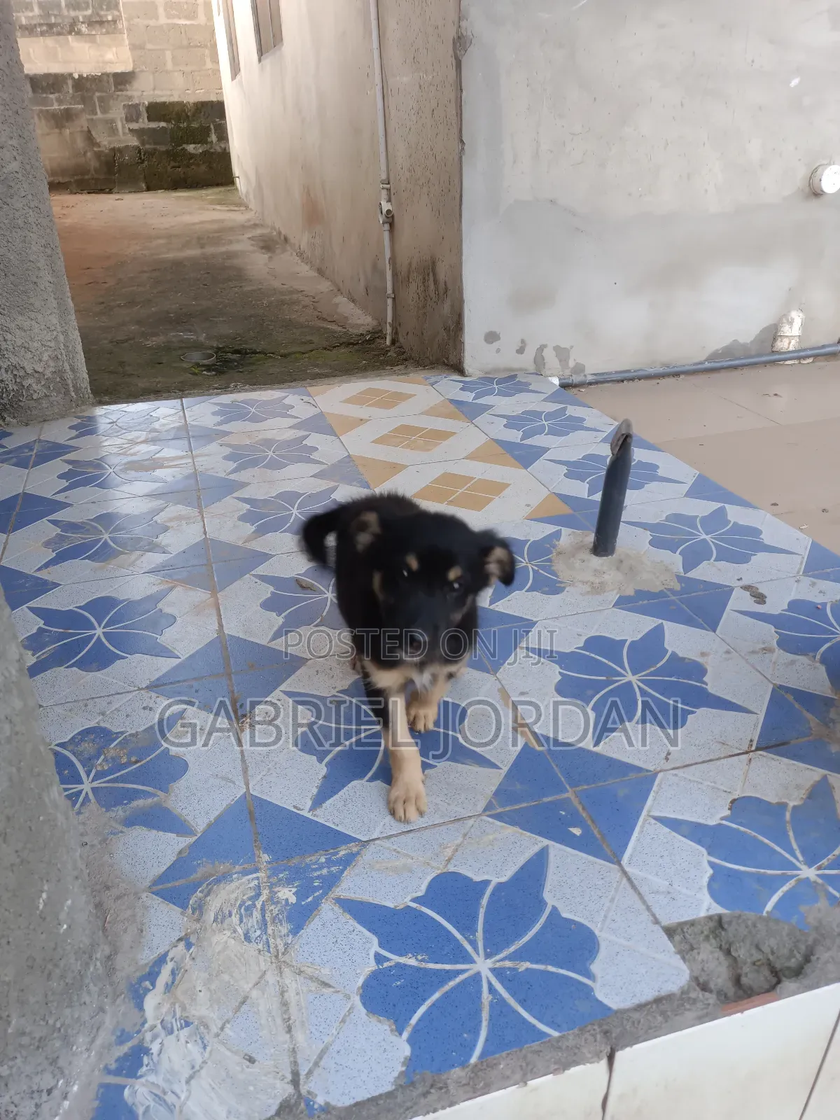 1-3 months Male Mixed Breed German Shepherd in Shama Ahanta East ...