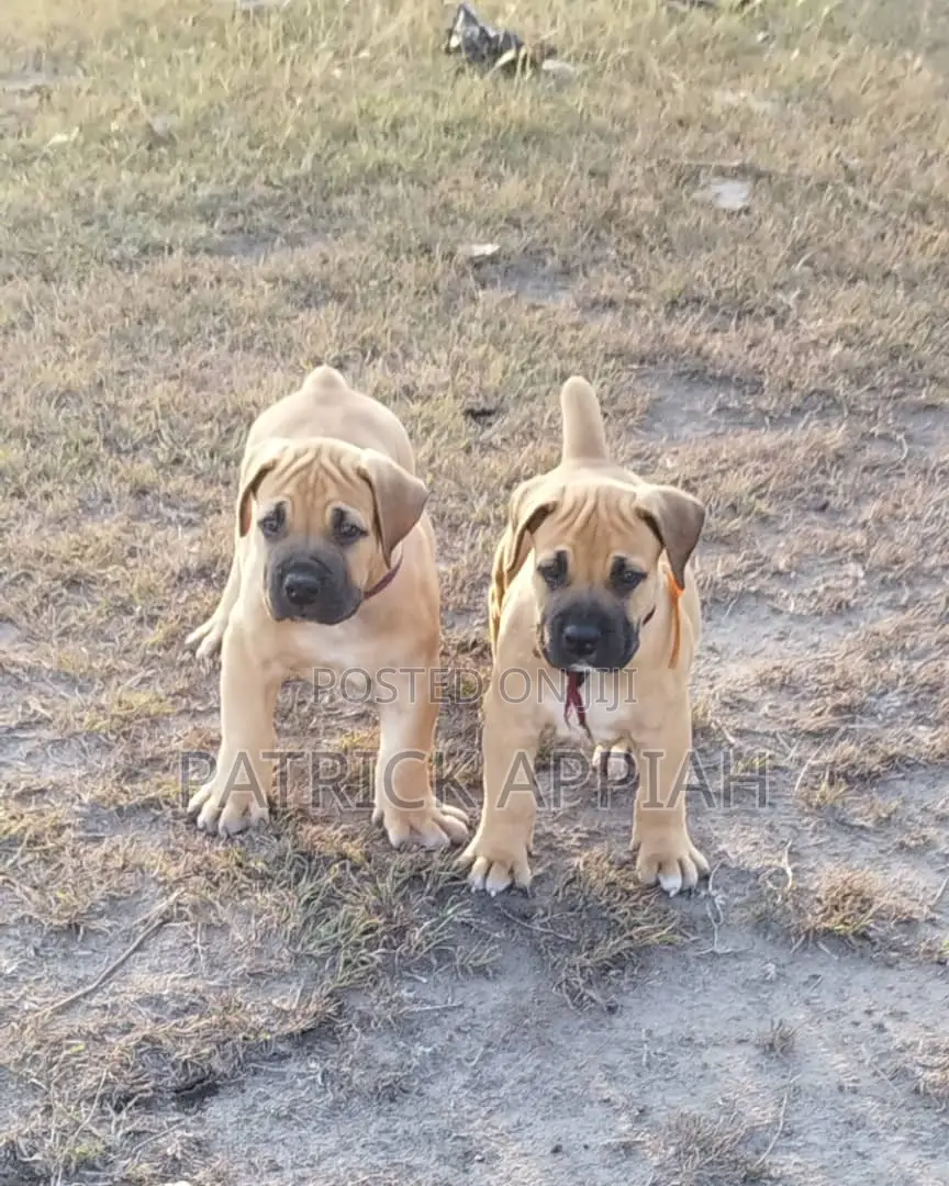 1-3 months Male Purebred Boerboel in Tema Metropolitan - Dogs & Puppies, Patrick Appiah | Jiji ...