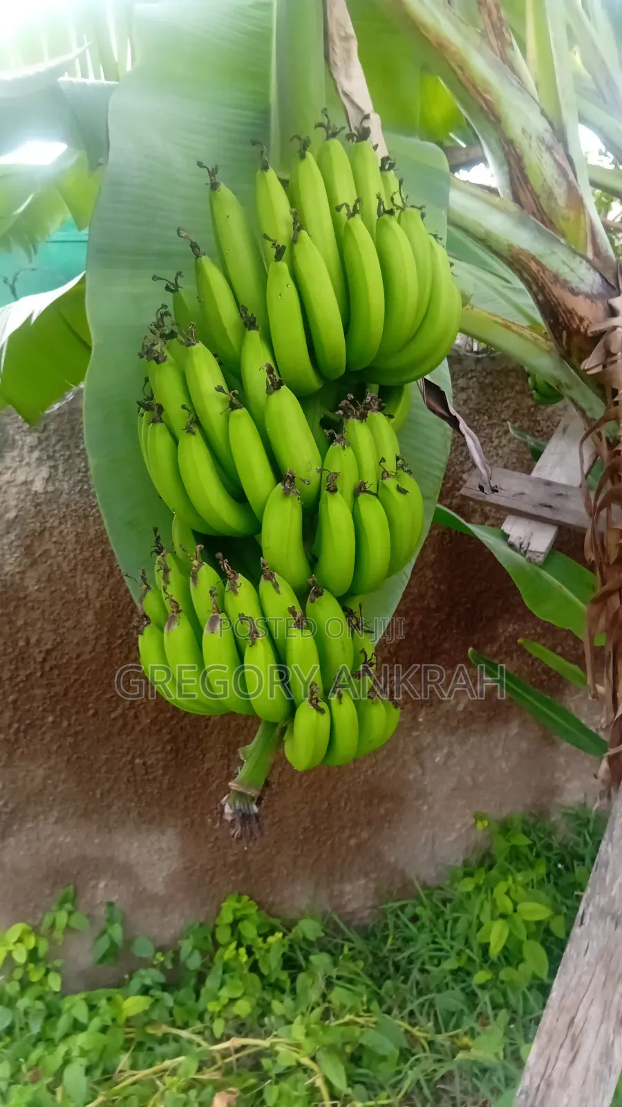 Fat Banana in Adenta - Food & Beverages, Gregory Ankrah | Jiji.com.gh