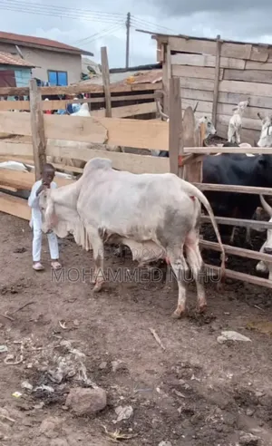 Cows in Ghana for sale Prices on Jiji.com.gh