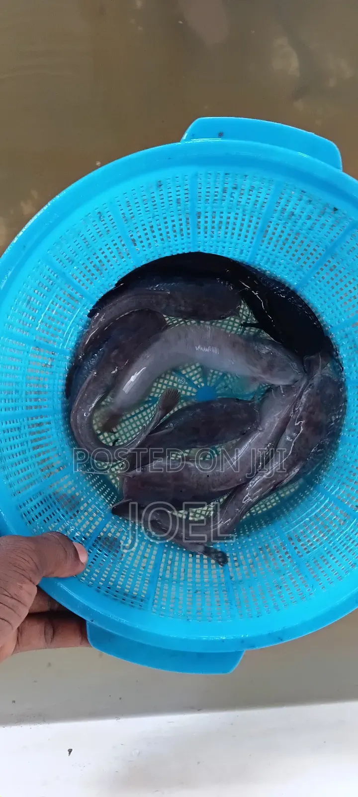 Juvenile Catfish in Bekwai Municipal - Fish, Joel Asiamah | Jiji.com.gh