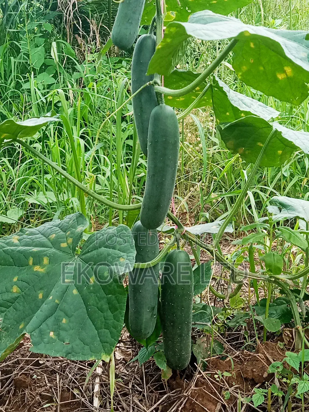 Fresh Cucumber in New-Juaben Municipal - Food & Beverages, Ekay Oware ...