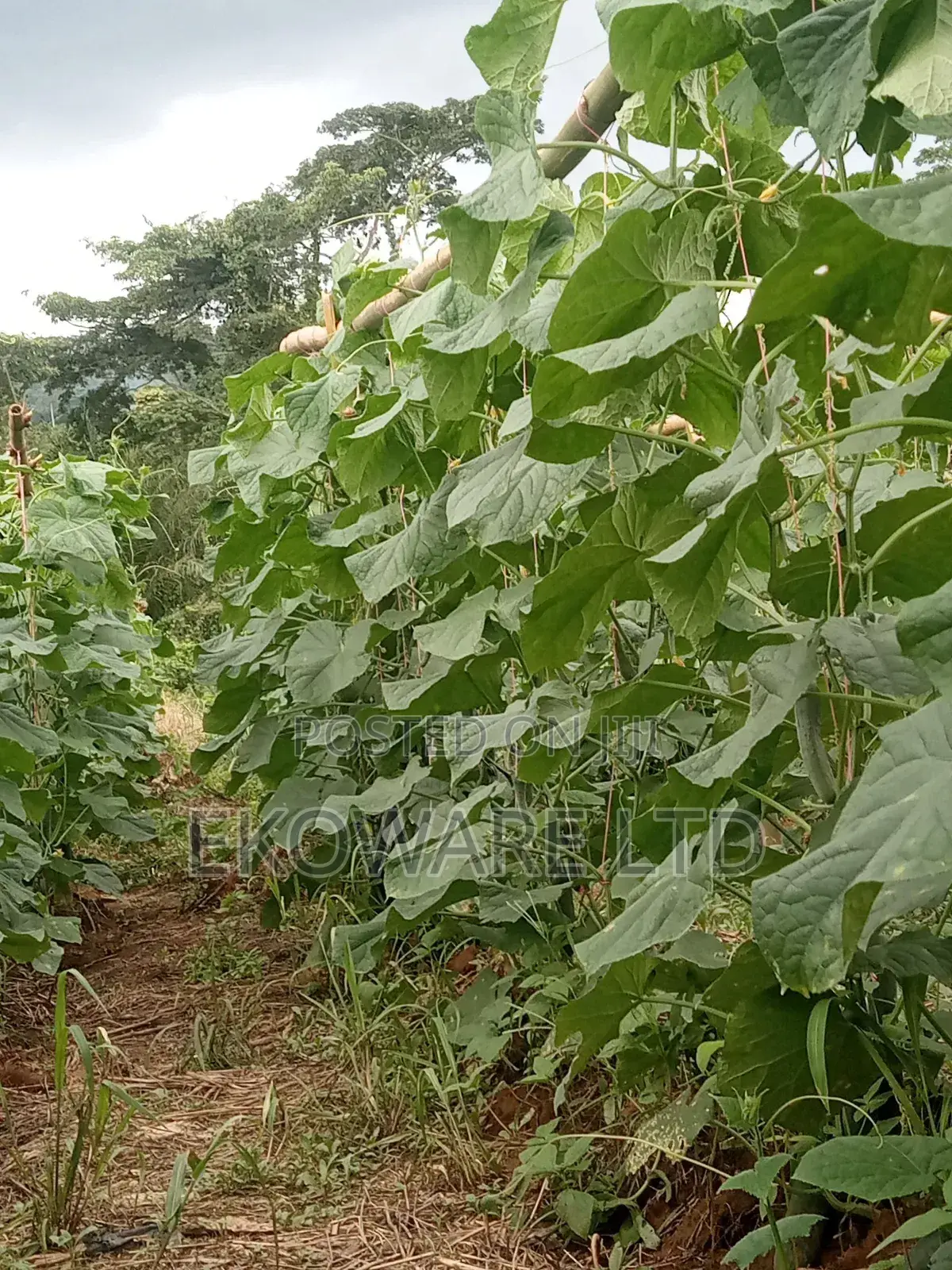 Fresh Cucumber in New-Juaben Municipal - Food & Beverages, Ekay Oware ...