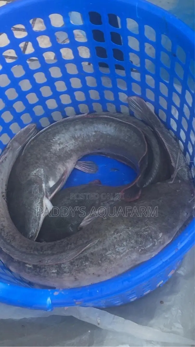 1.3kg+ Fresh Catfish in Accra Metropolitan - Farm Animals, Paddy's Aquafarm | Jiji.com.gh