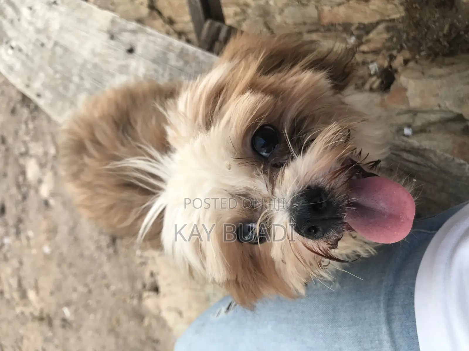 3-6 months Female Purebred Lhasa Apso in Accra Metropolitan - Dogs ...