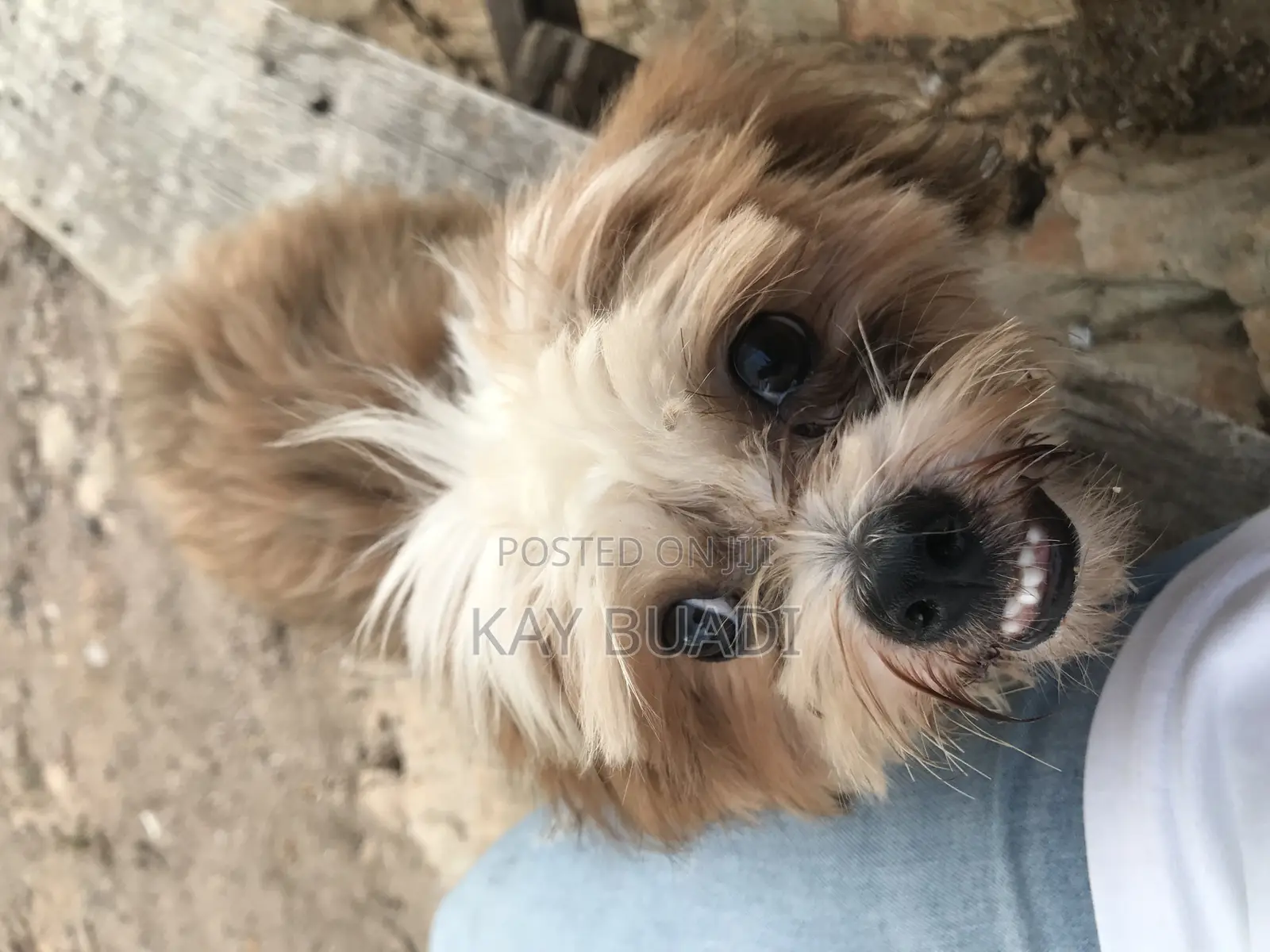 3-6 months Female Purebred Lhasa Apso in Accra Metropolitan - Dogs ...