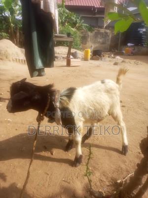 Local Male Goat in Ofankor - Farm Animals, Derrick Teiko | Jiji.com.gh
