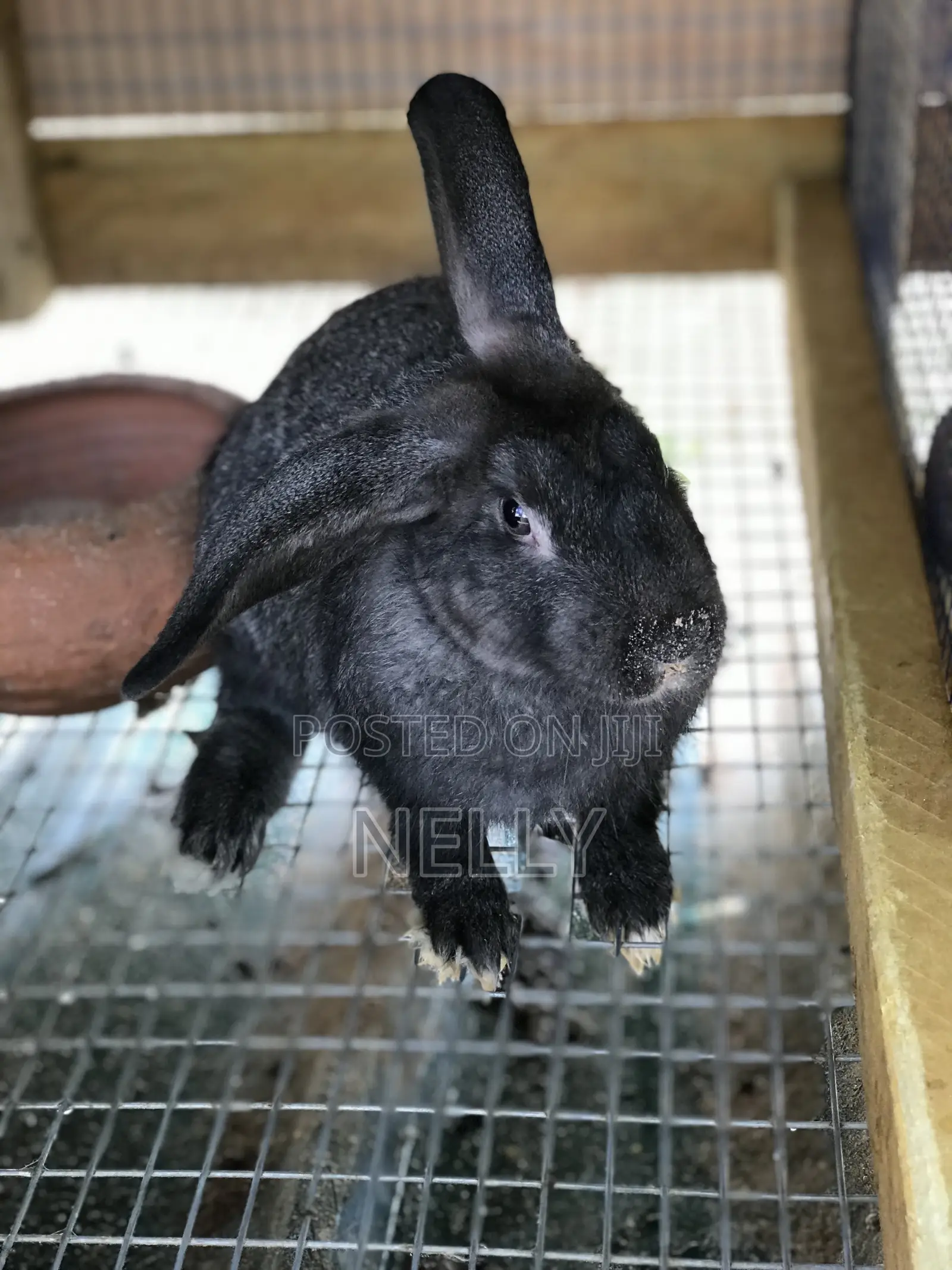Rabbit for Sale in Nungua - Other Animals, Nelly Allotey | Jiji.com.gh