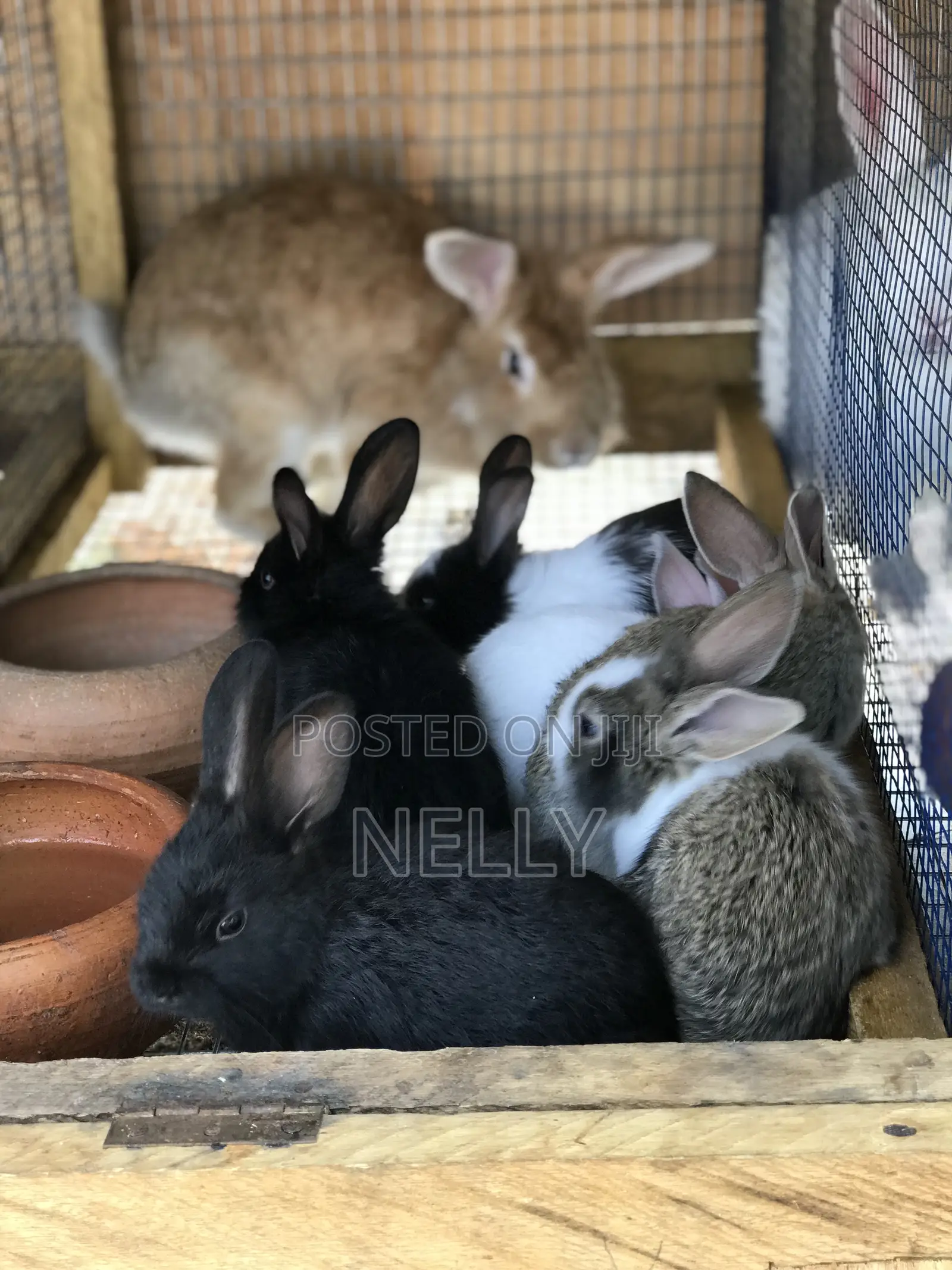 Rabbit for Sale in Nungua - Other Animals, Nelly Allotey | Jiji.com.gh