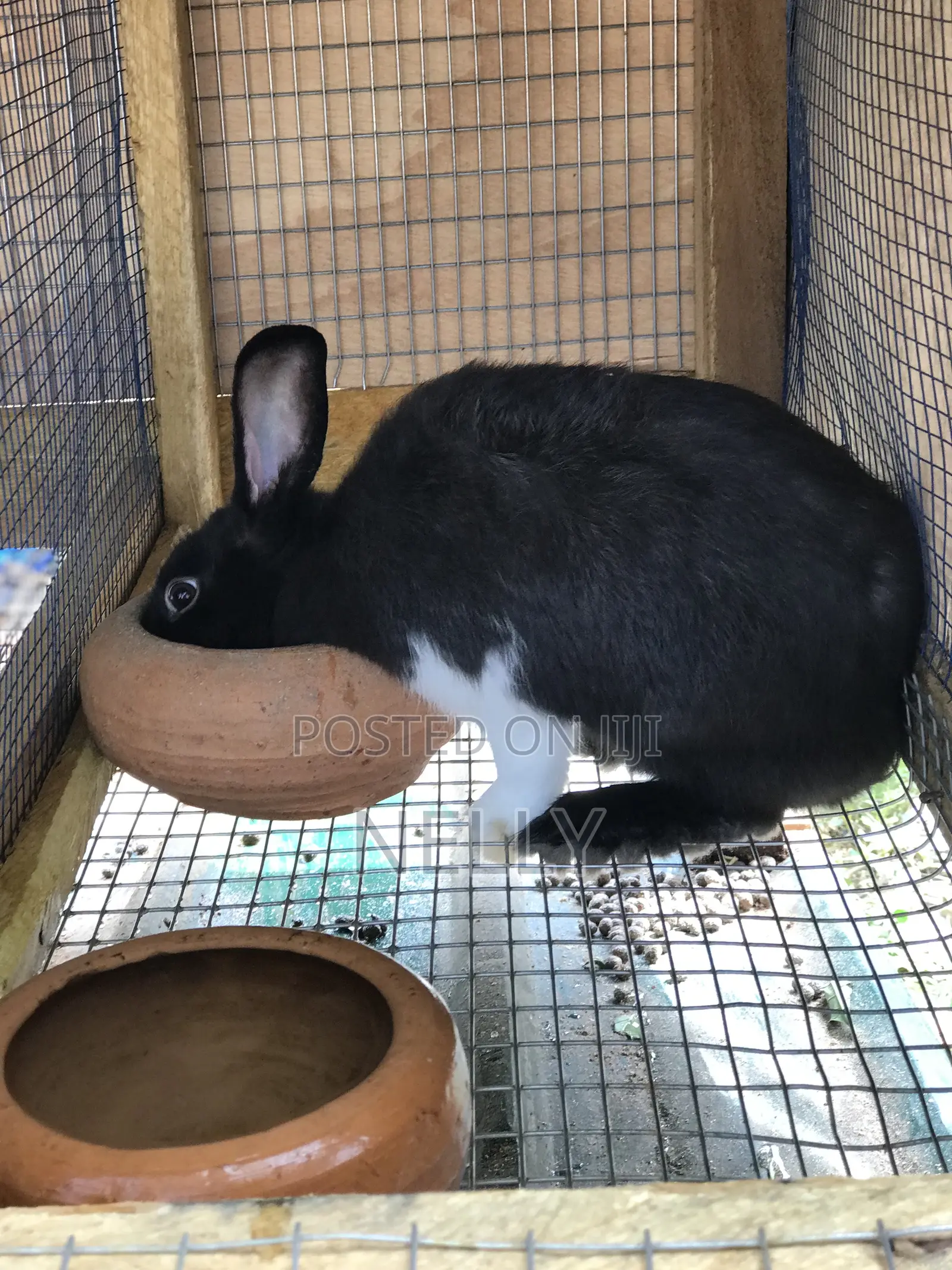 Rabbit for Sale in Nungua - Other Animals, Nelly Allotey | Jiji.com.gh