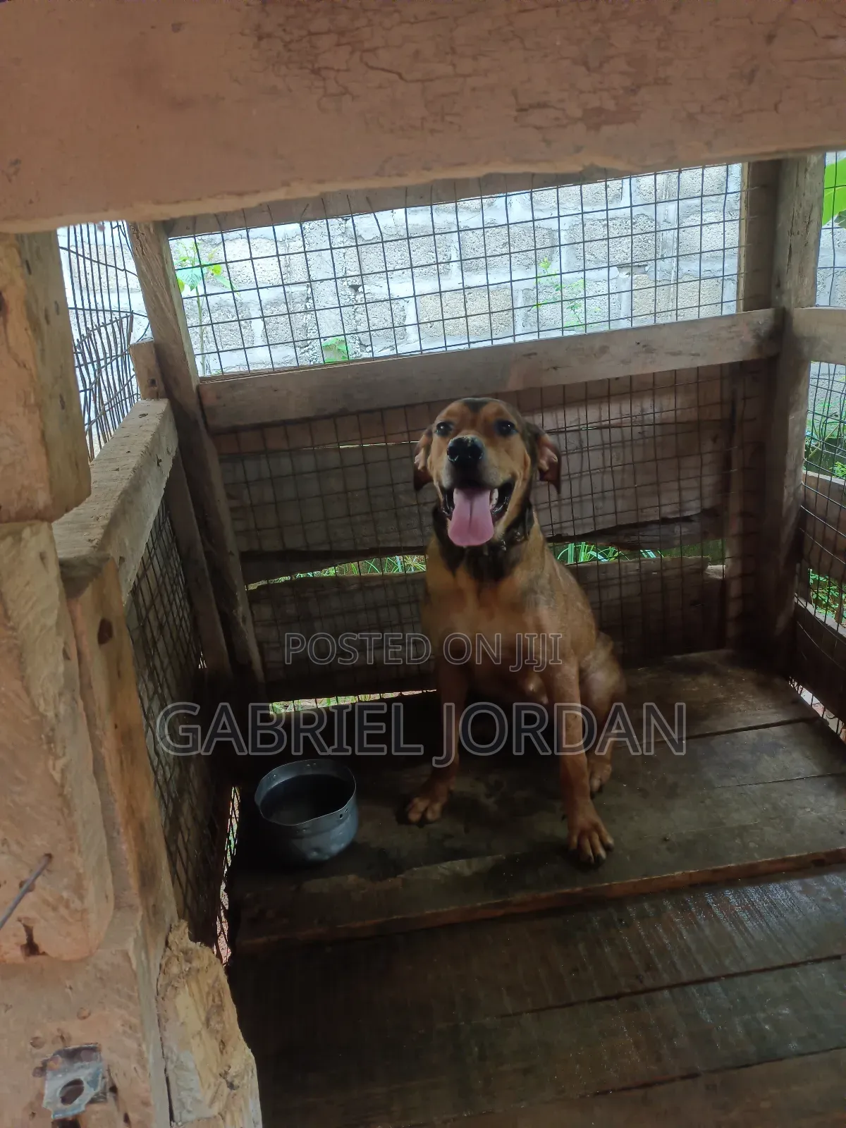 6-12 months Female Mixed Breed Boerboel in Shama Ahanta East ...