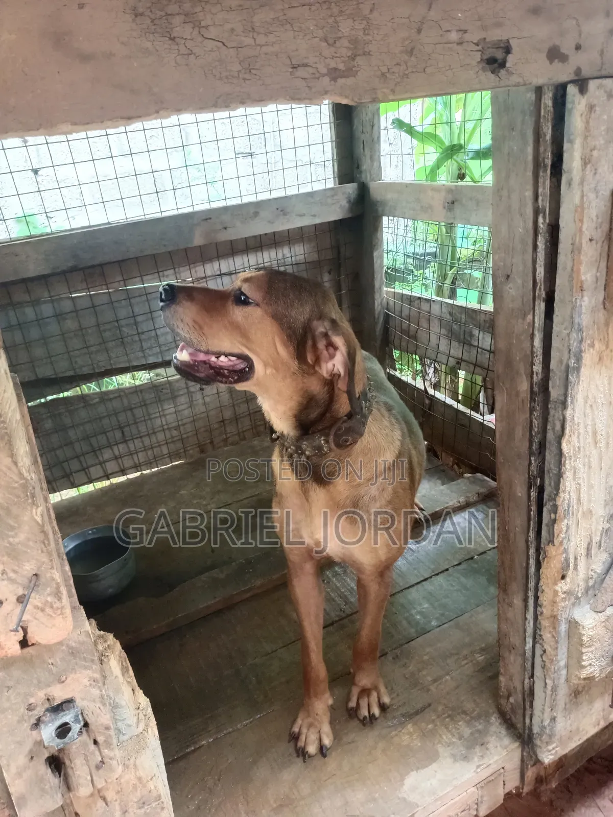 6-12 months Female Mixed Breed Boerboel in Shama Ahanta East ...