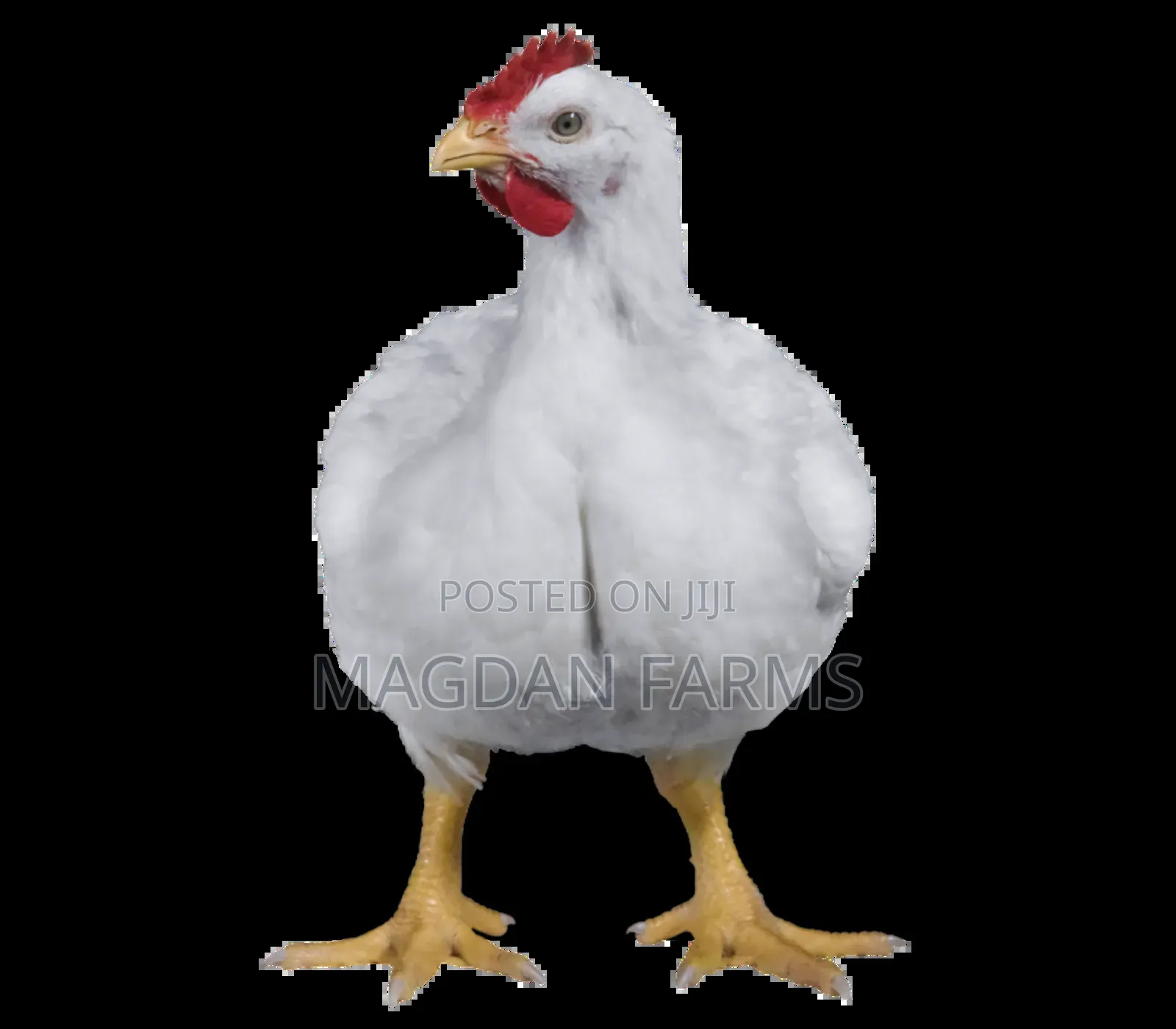 Broilers , Spent Layers , Sasso in Cape Coast Metropolitan - Farm ...