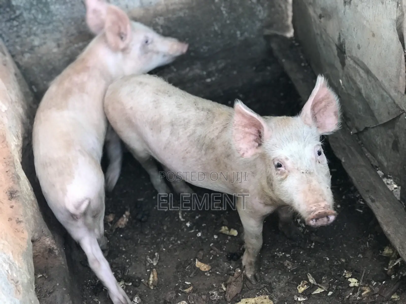 Pig (Landrace) in Upper Manya Krobo - Farm Animals, Element Af | Jiji ...