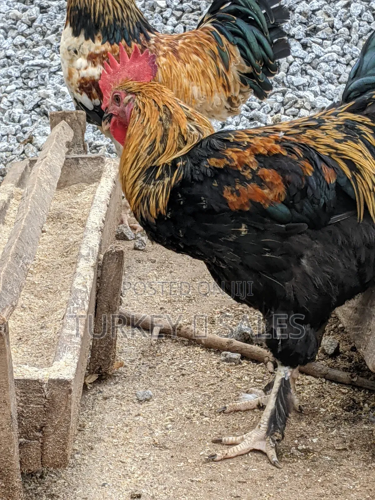 Brahma Birds Available in Kumasi Metropolitan - Farm Animals, Adu Paul ...