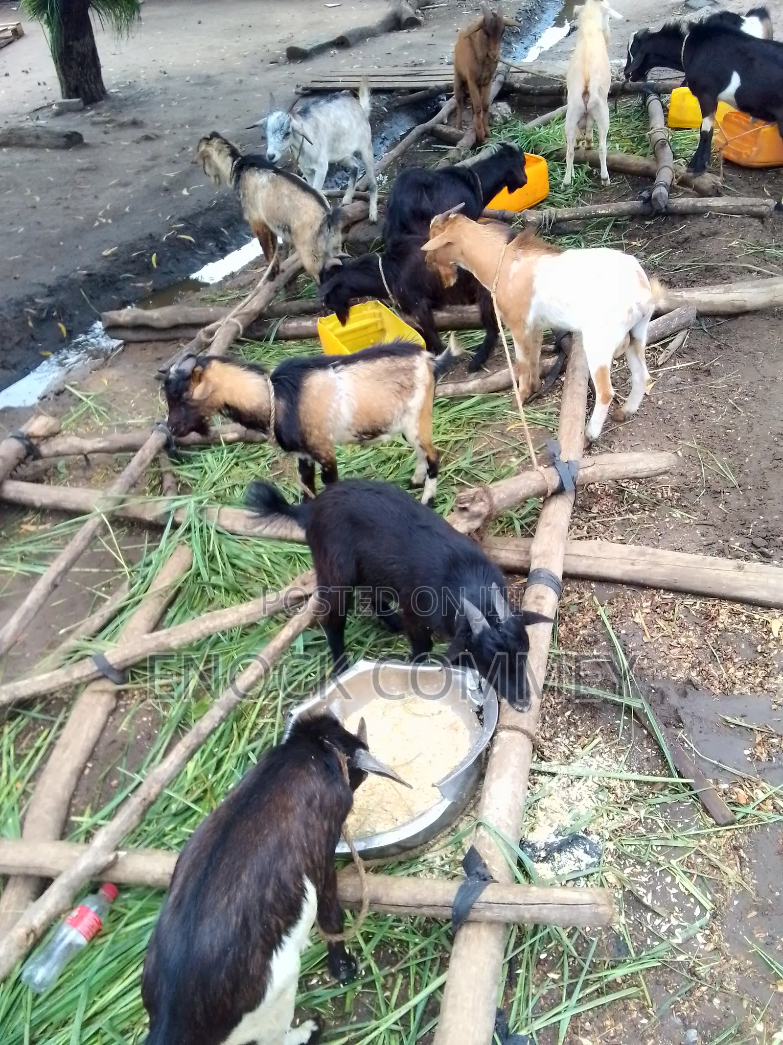 All Kinds of Goat's, Sheep's and Cow's in Tema Metropolitan - Farm ...