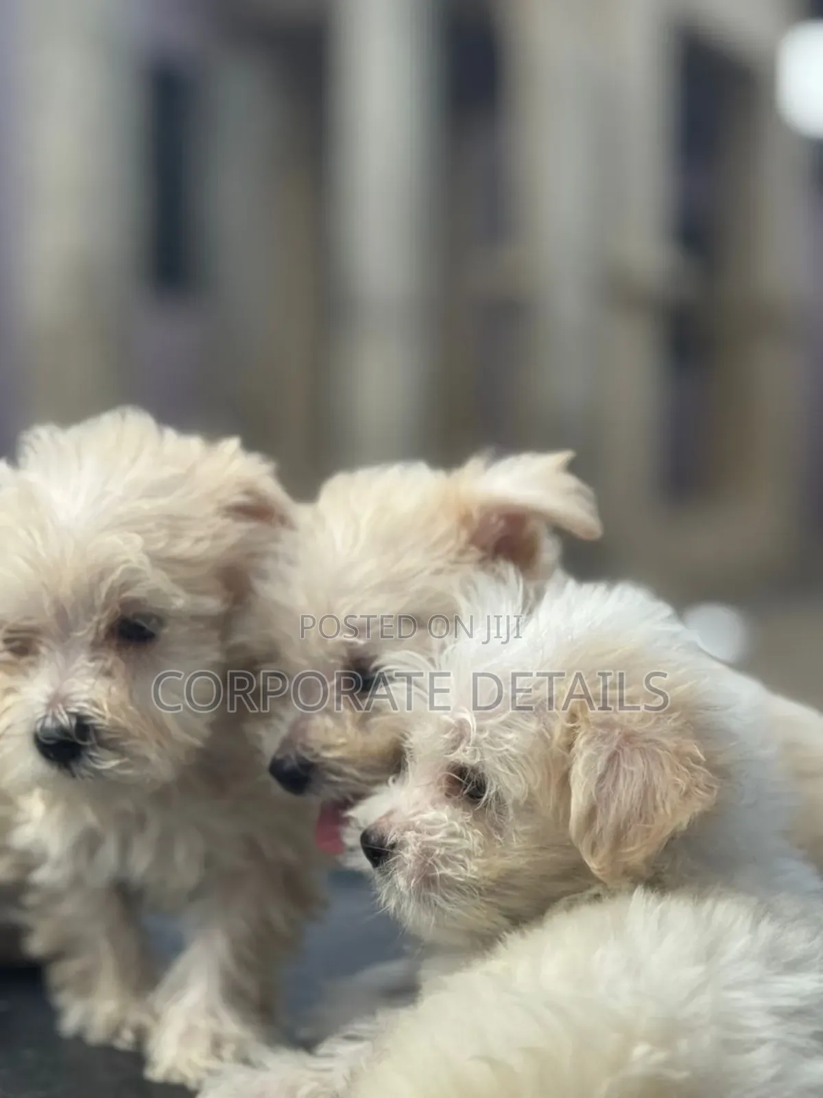 1-3 months Female Purebred Maltipoo in Dansoman - Dogs & Puppies ...