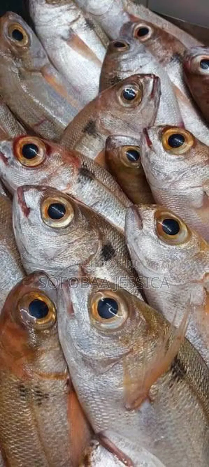 Fresh Squid and Octopus and All Seafood for Sale – Wholesale Retail ...