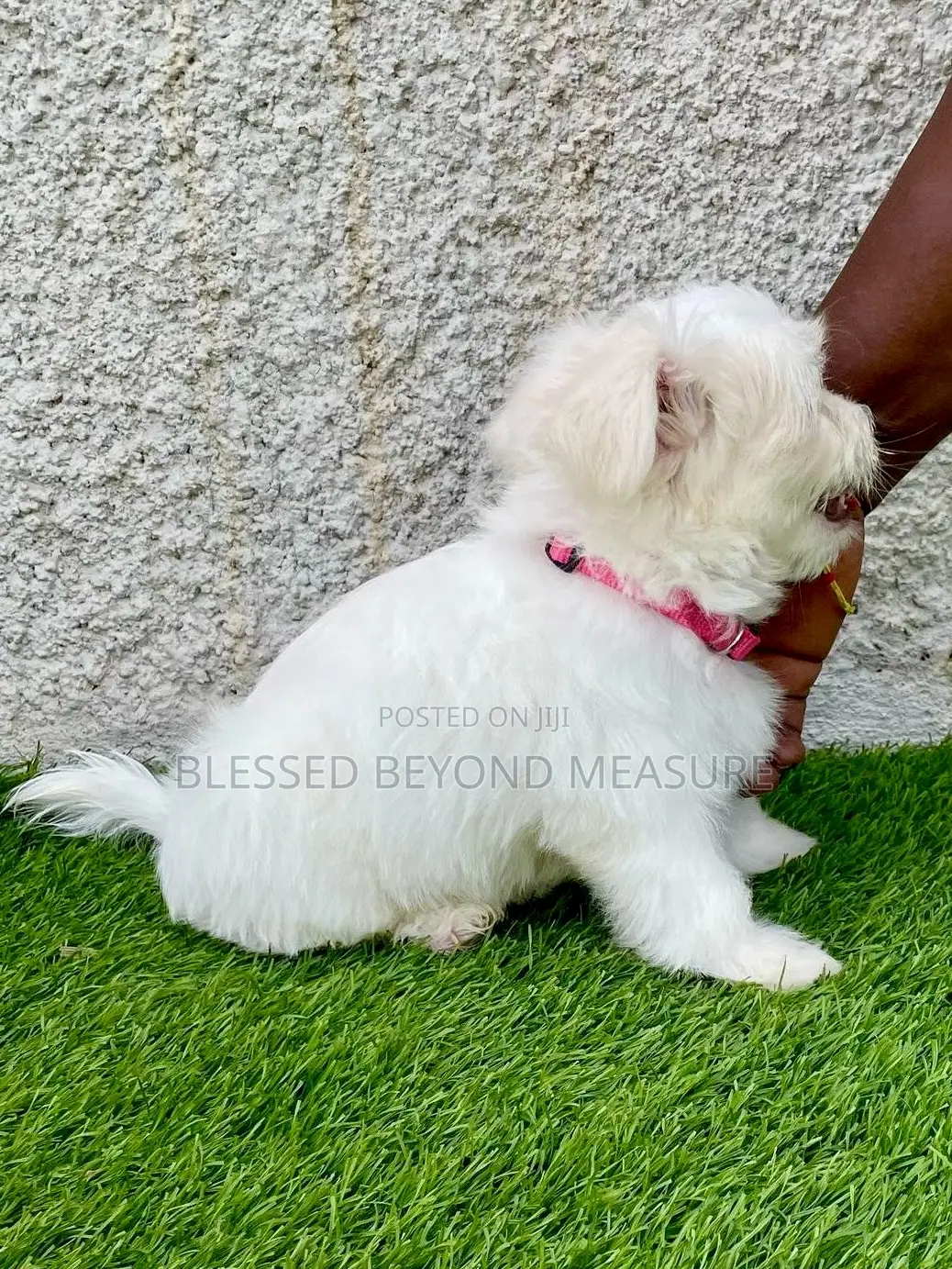 1-3 months Female Purebred Maltese in Kumasi Metropolitan - Dogs ...