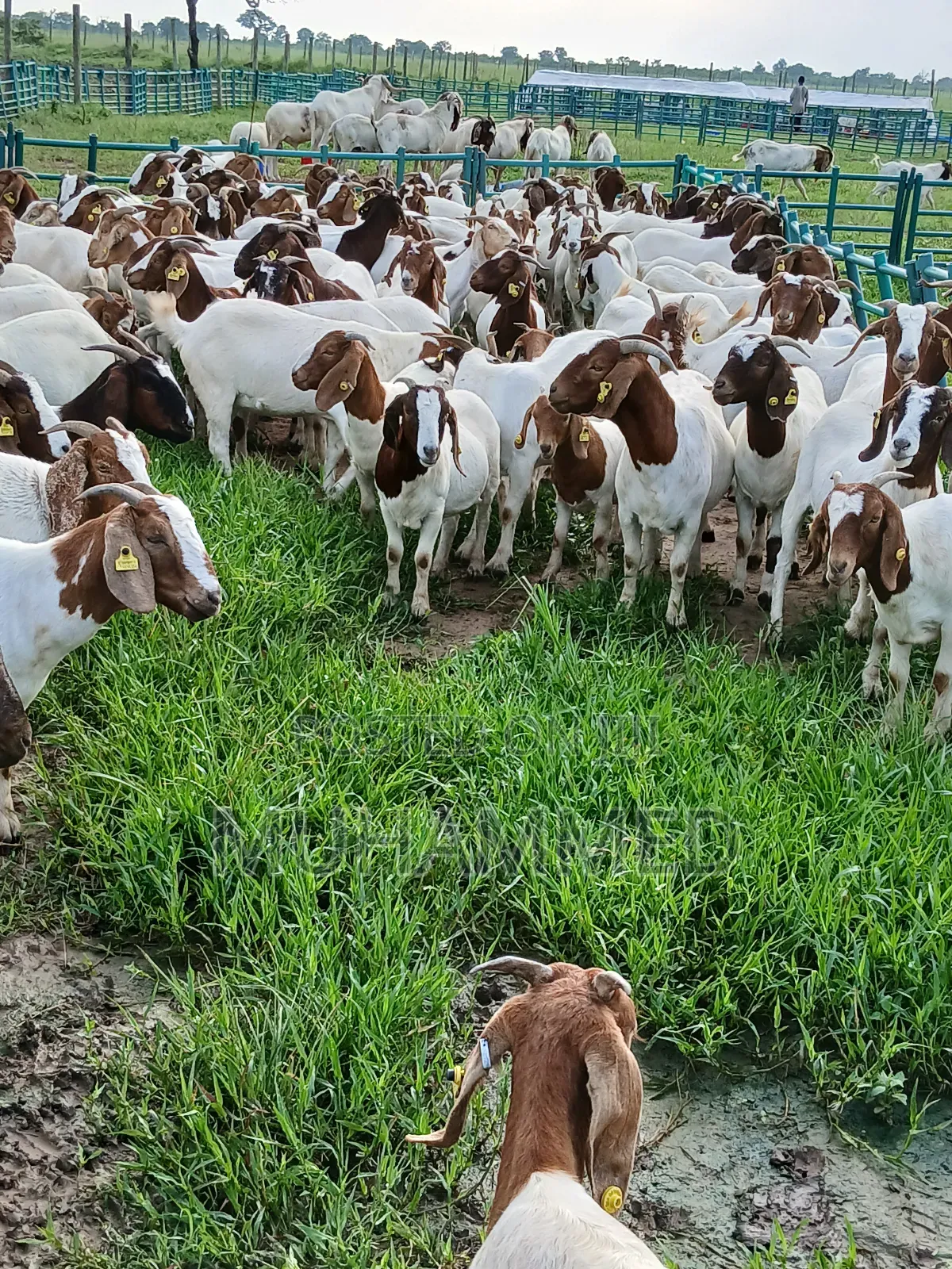 Red Goat Black, Goat Any Colour in Savelugu-Nanton - Farm Animals ...