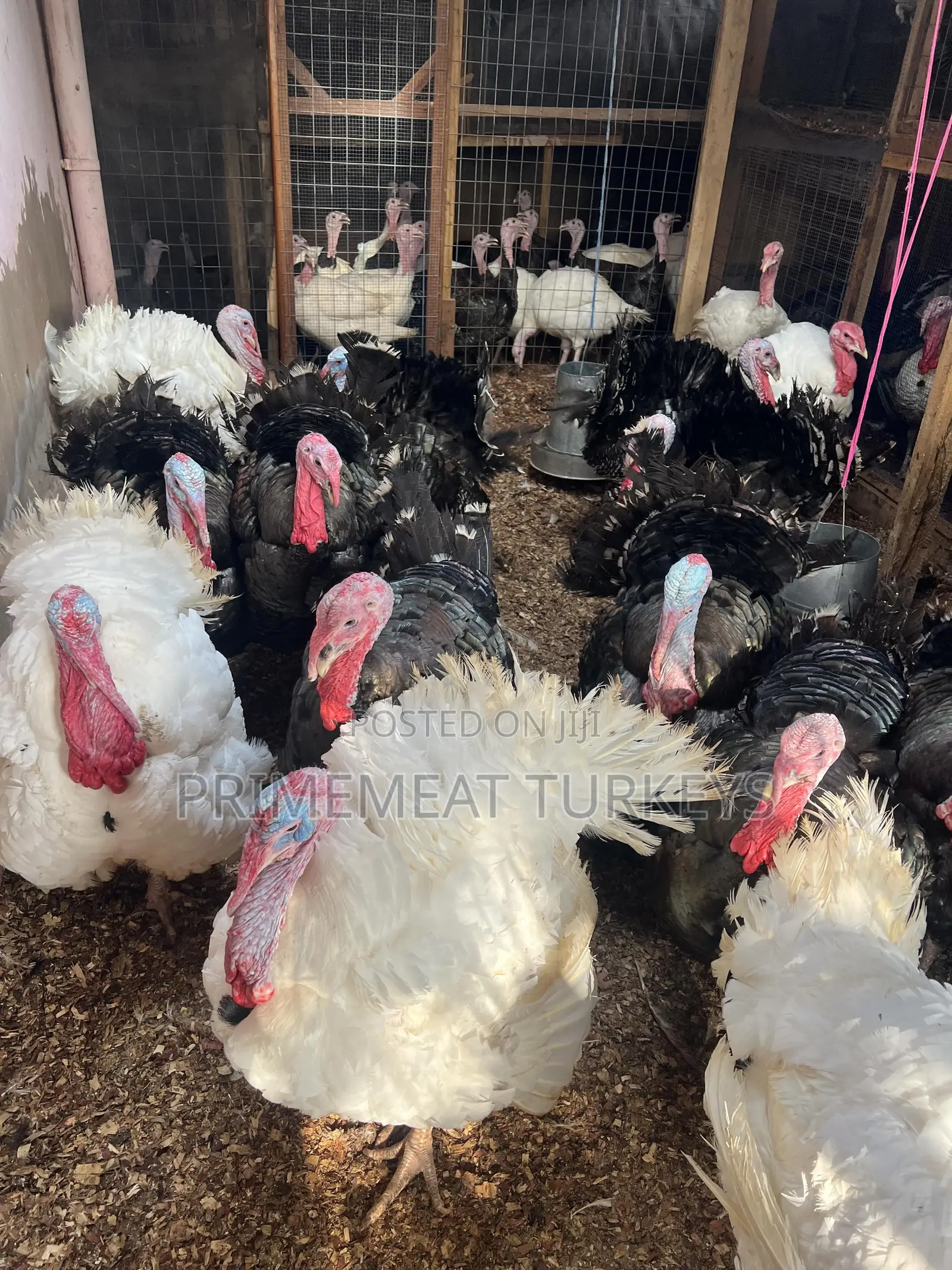 BBB/BBW Turkeys Local Turkeys in Spintex - Farm Animals, Michael Awuku ...