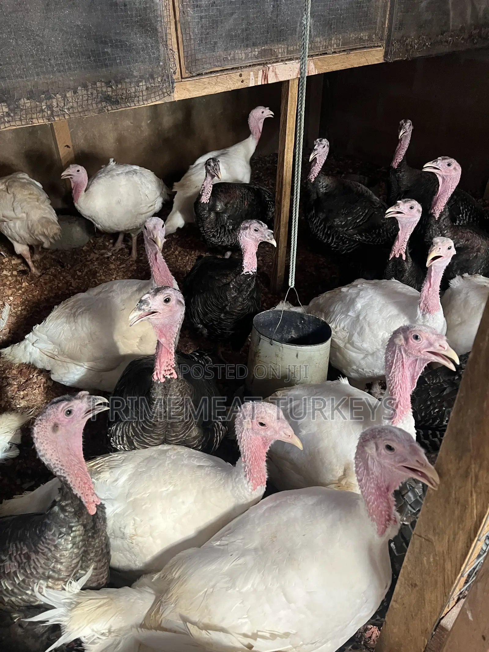 Xmas BBB/BBW Turkeys Local Turkeys in Spintex - Farm Animals, Michael ...